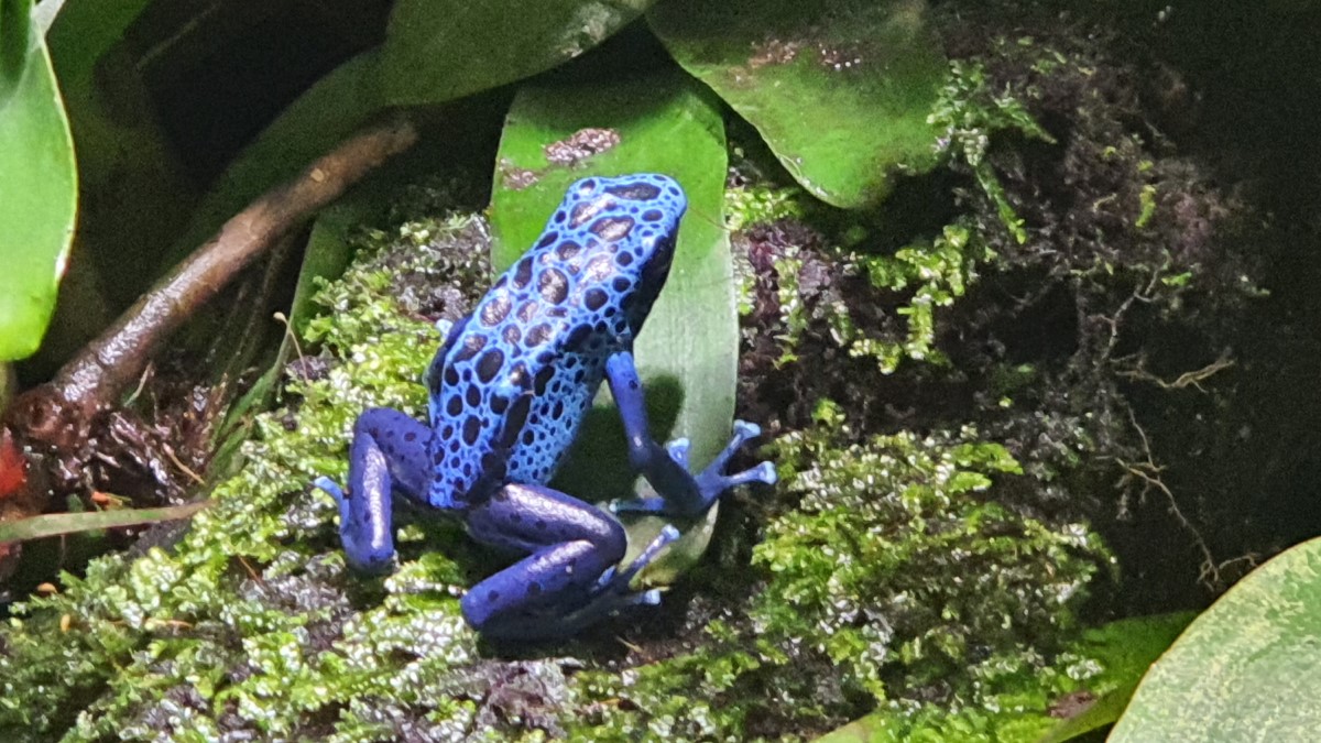 Otthon tartható békák listája - Hüllők